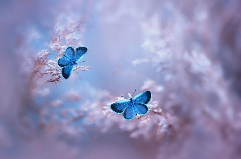 What Is A Group Of Butterflies Called The Butterfly Choker what-is-a-group-of-butterflies-called-the-butterfly-choker