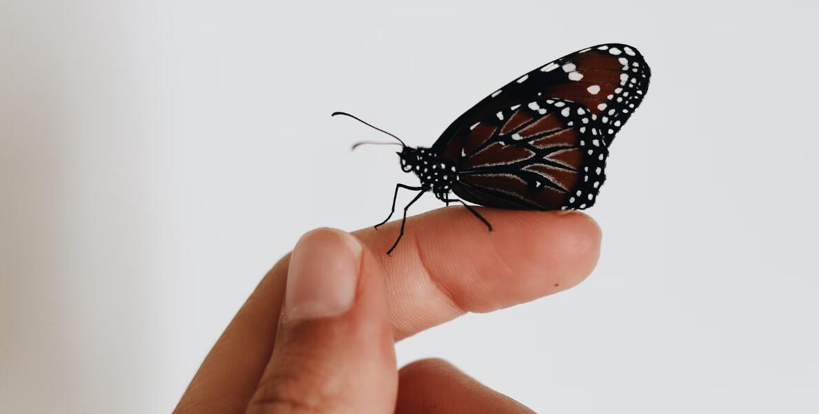 Do Butterflies Bite:Facts And Reasons - The Butterfly Choker ...